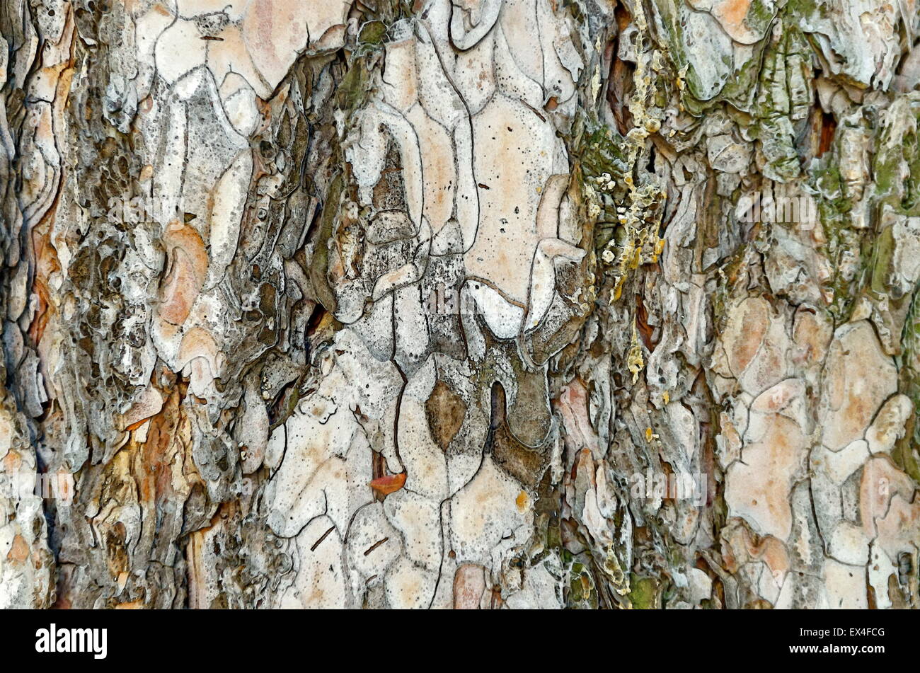 Various bark tree pattern background Stock Photo - Alamy