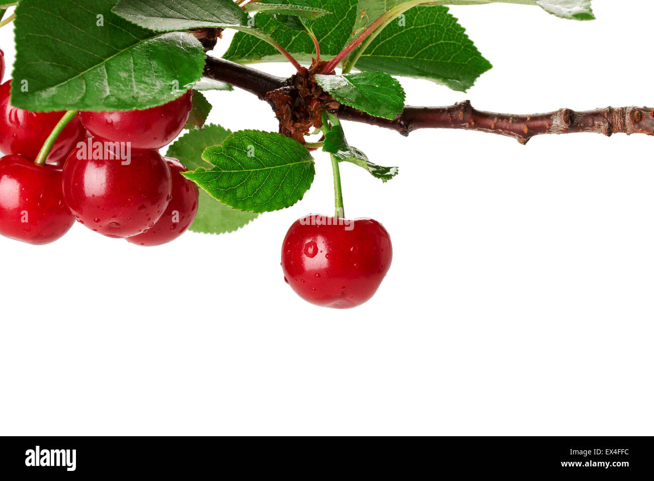 Cherry red leaves hi-res stock photography and images - Alamy