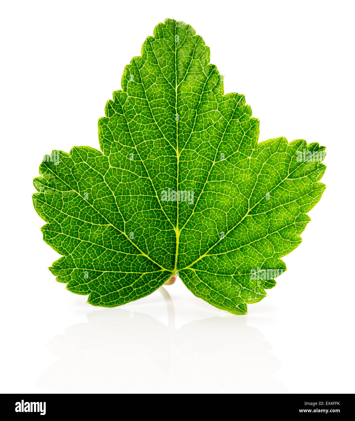 Black currant green leaf hi-res stock photography and images - Alamy