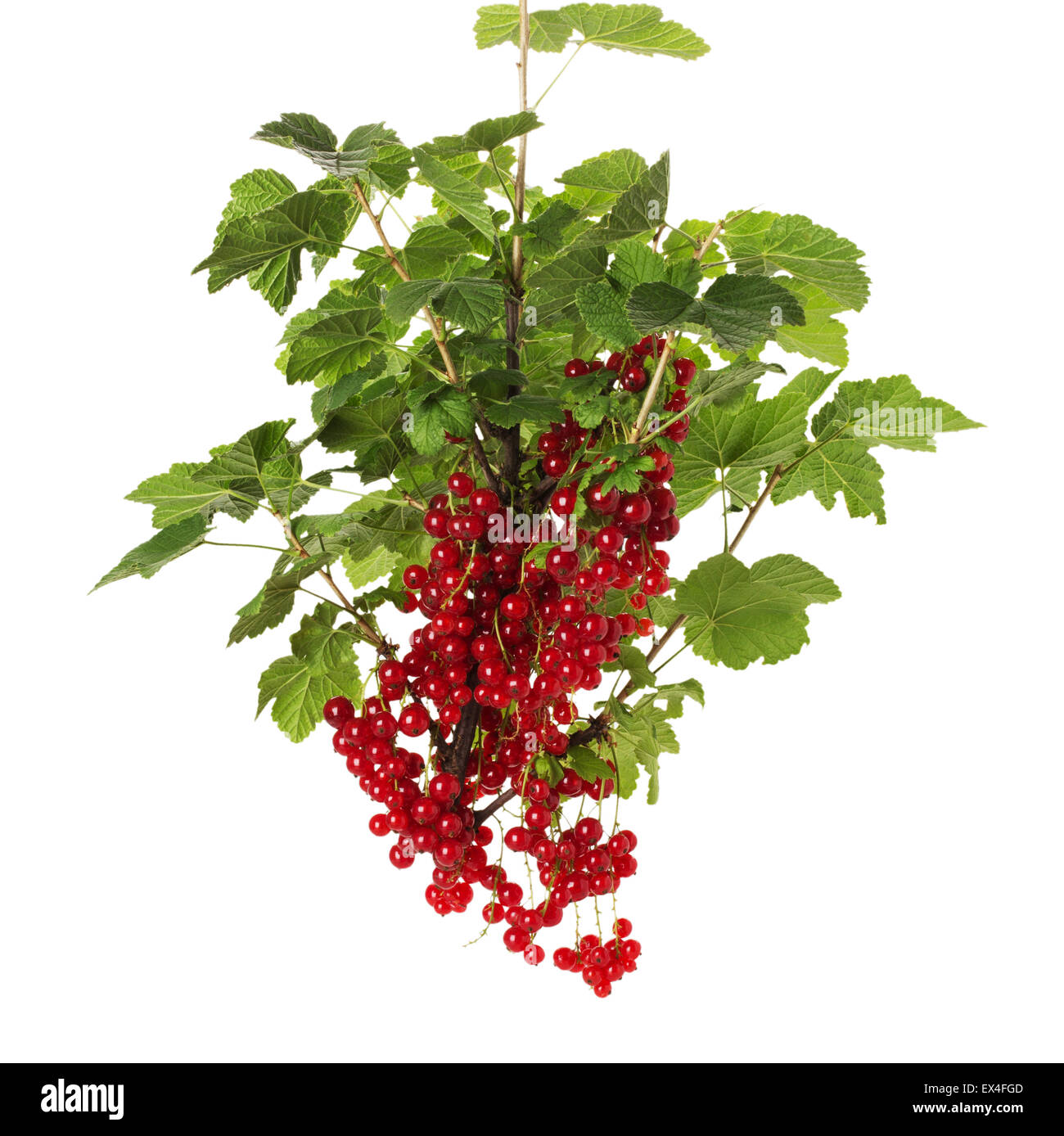 branch of red current isolated on the white background Stock Photo - Alamy
