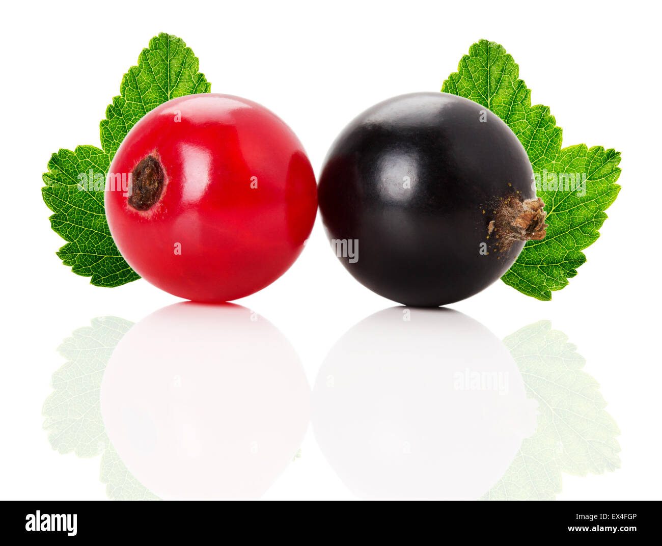 red and black currants with leaves isolated on the white background ...
