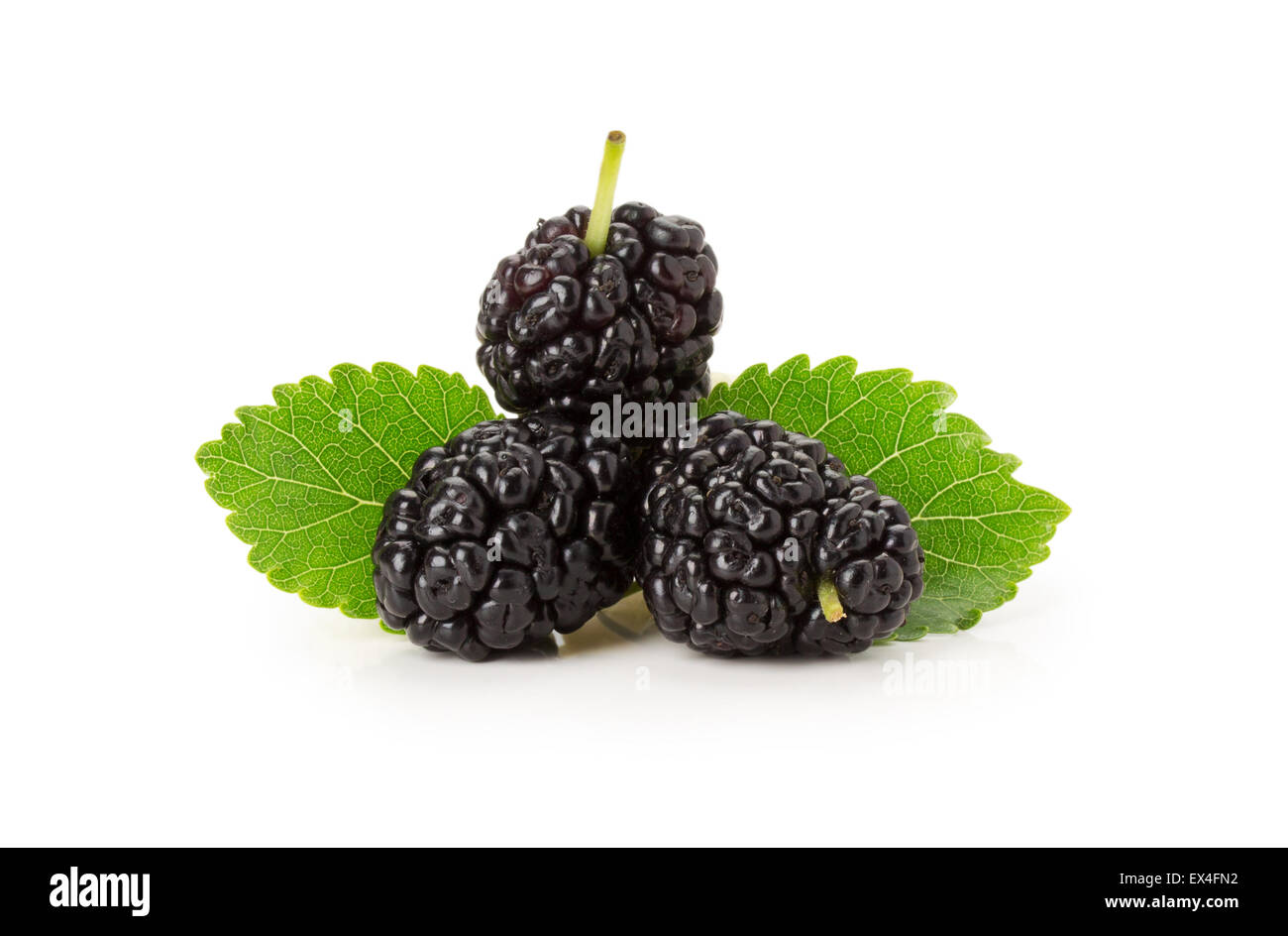 black mulberry on the white background Stock Photo - Alamy