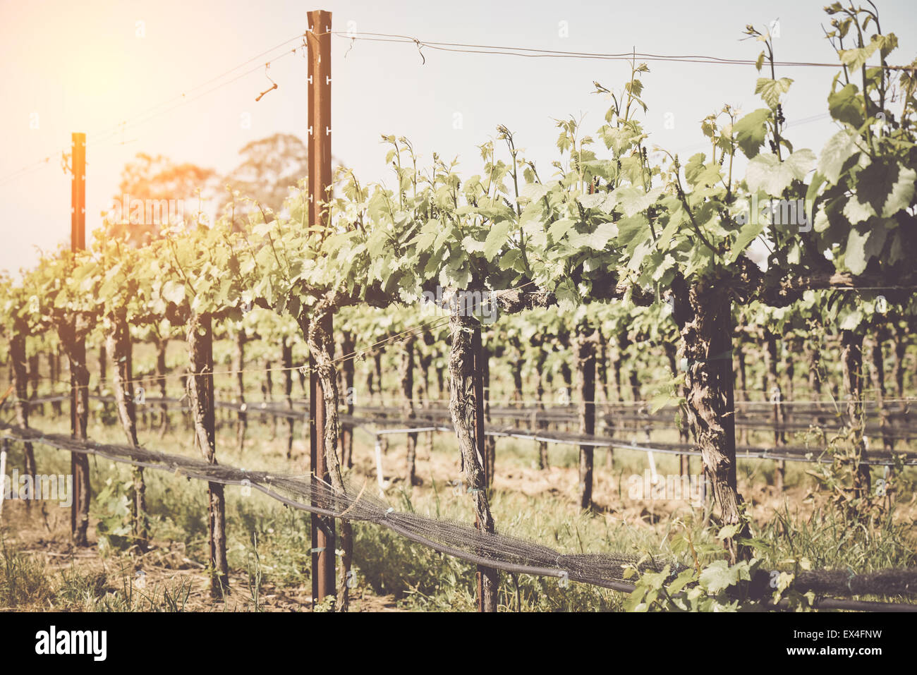 Grapes in vintage style hi-res stock photography and images - Alamy