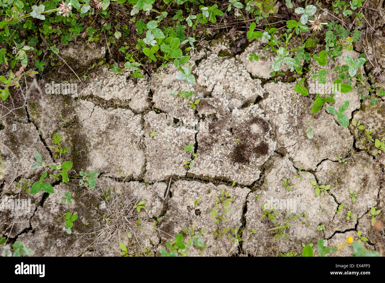 Cracked earth from the intense heat. Drought. Cracks everywhere Stock ...