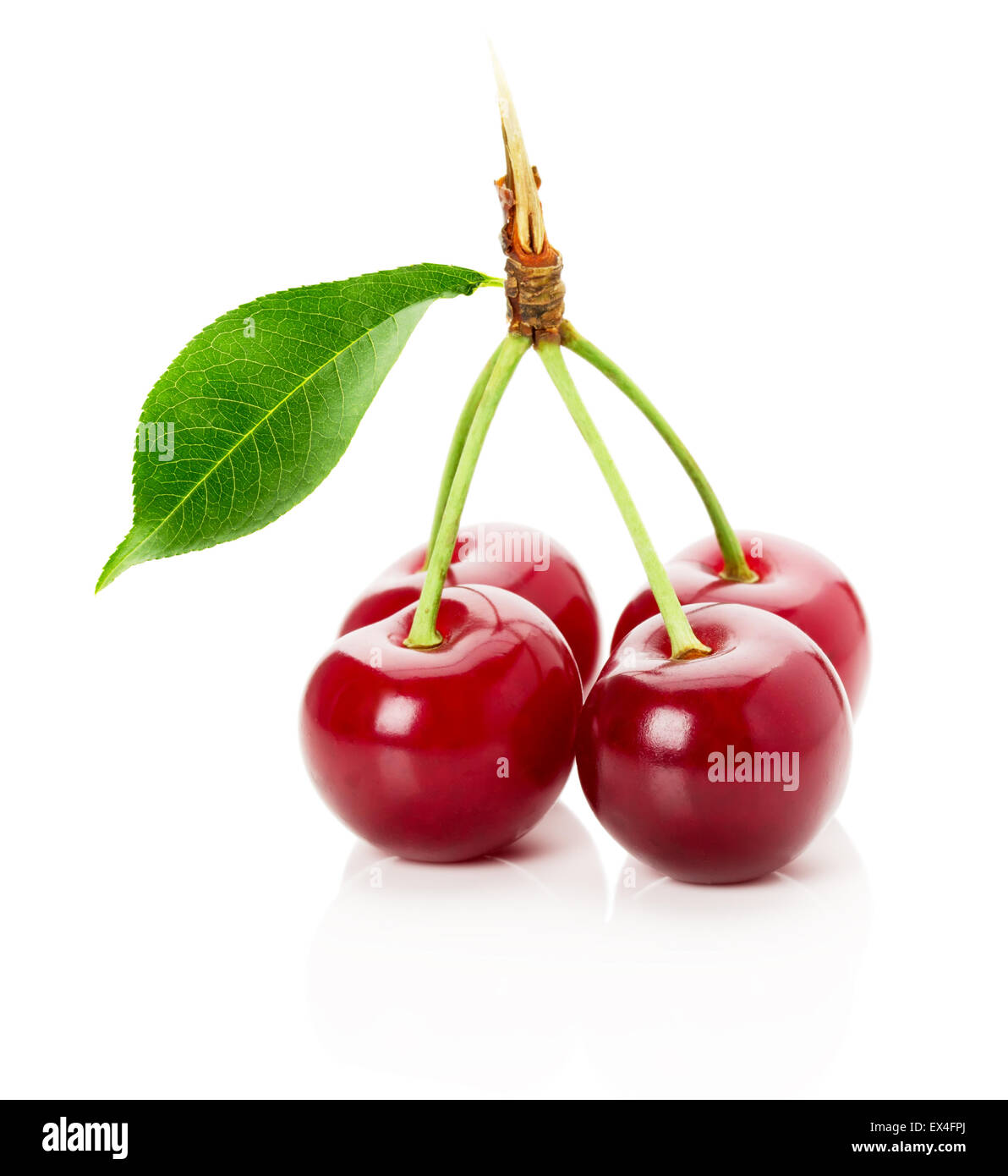 Cherry isolated on the white background Stock Photo - Alamy