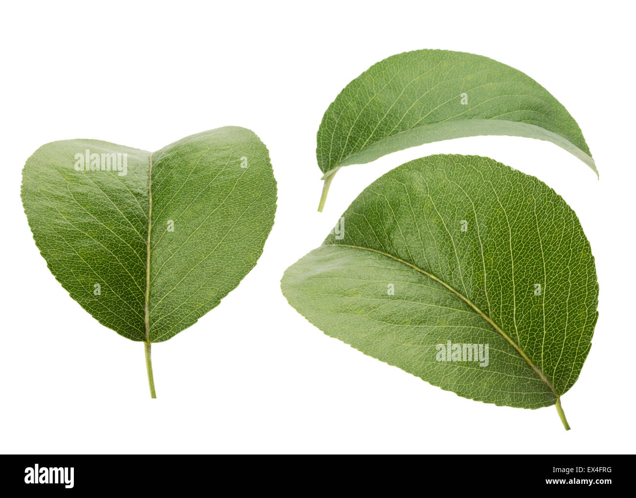 leaves of pear on the white background Stock Photo - Alamy