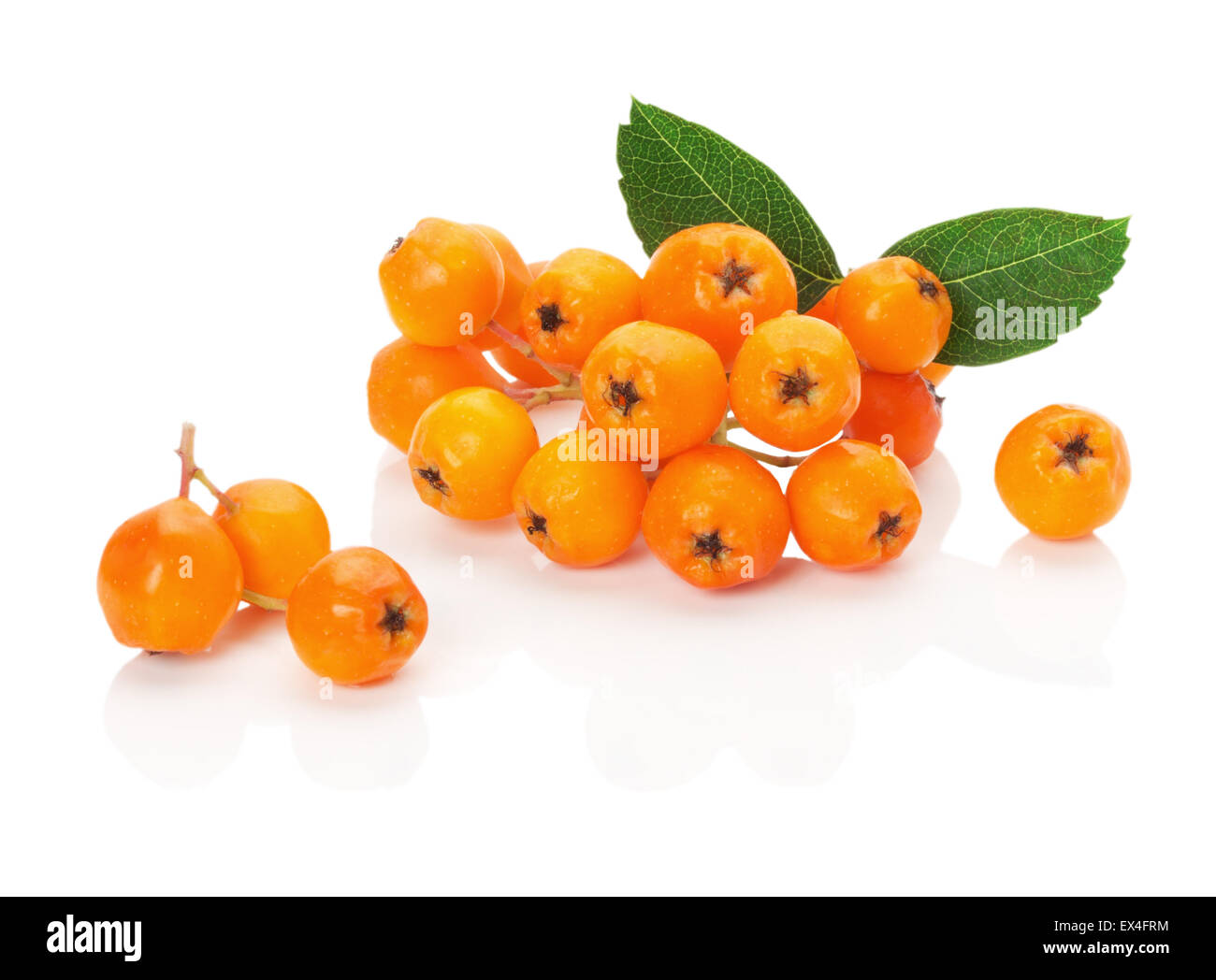 yellow rowan isolated on the white background Stock Photo - Alamy