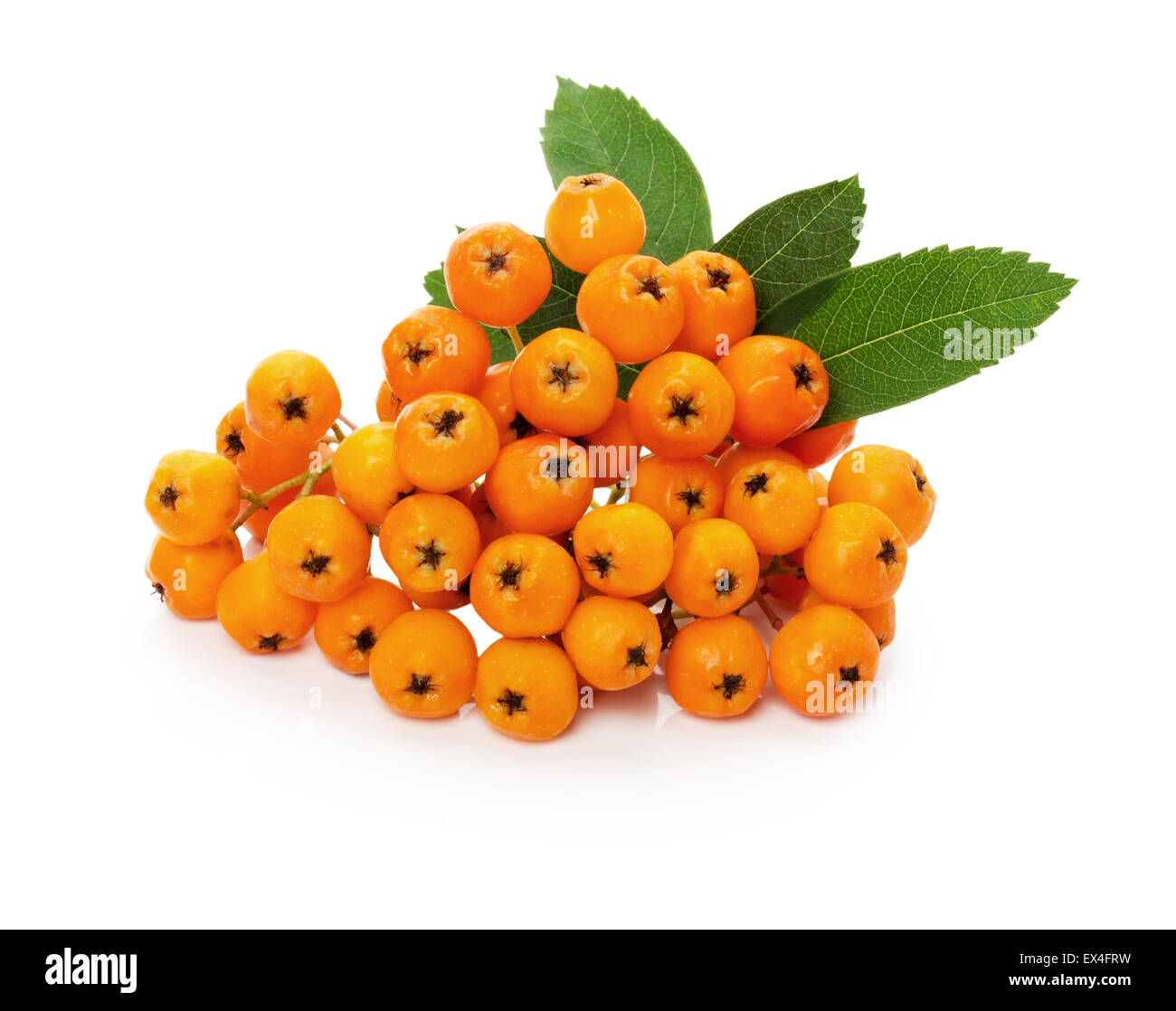 orange ashberry isolated on the white background Stock Photo - Alamy
