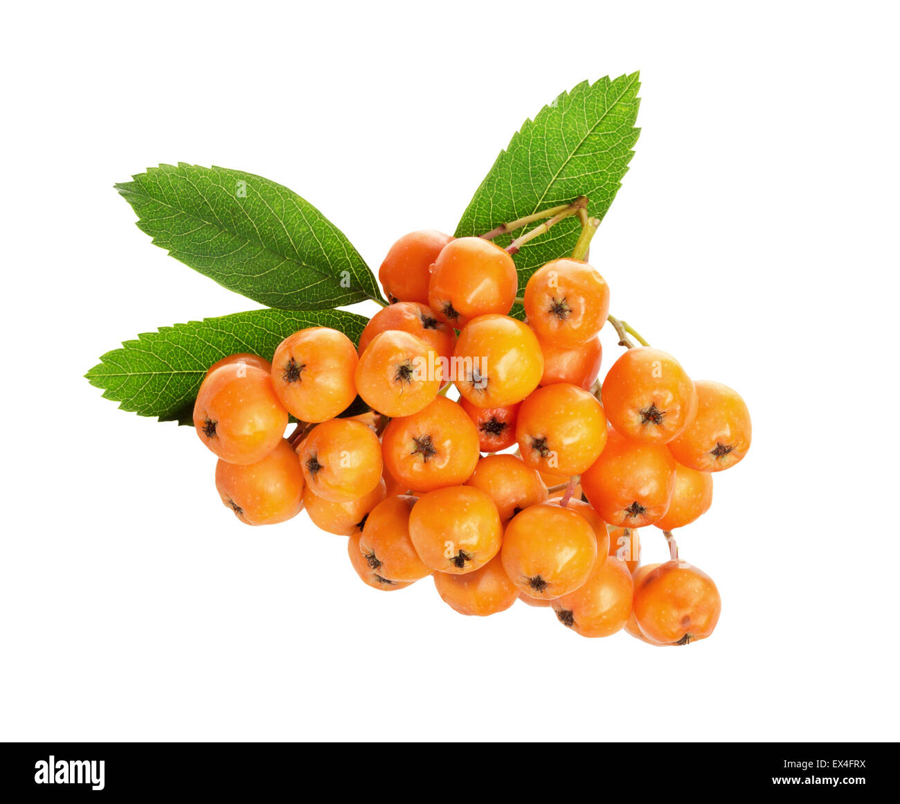 orange ashberry isolated on the white background Stock Photo - Alamy