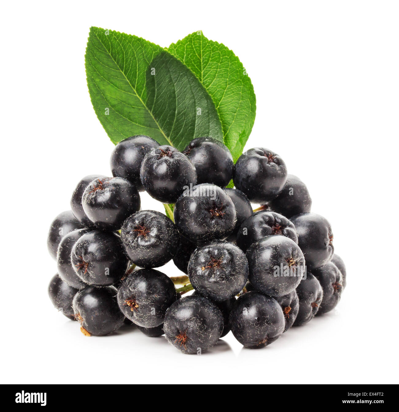 black rowan isolated on the white background Stock Photo - Alamy