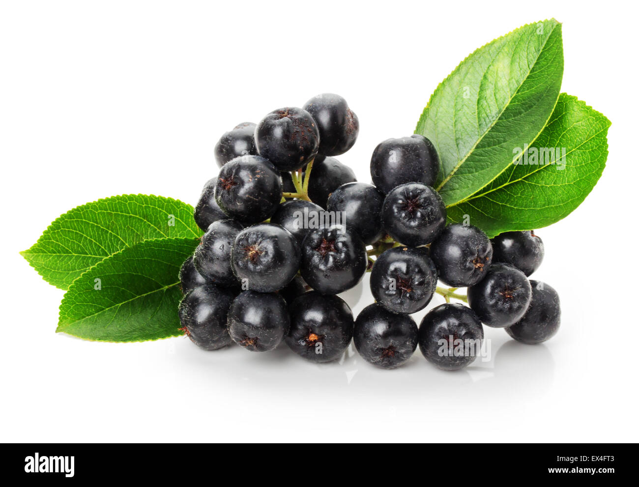 black ashberry isolated on the white background Stock Photo - Alamy