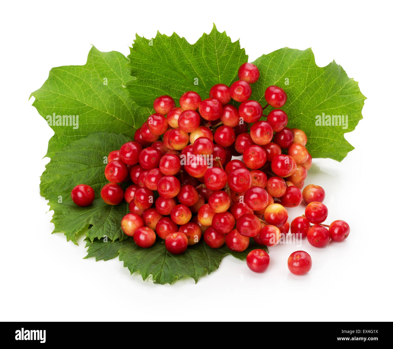 Branch of a bush Cut Out Stock Images & Pictures - Alamy