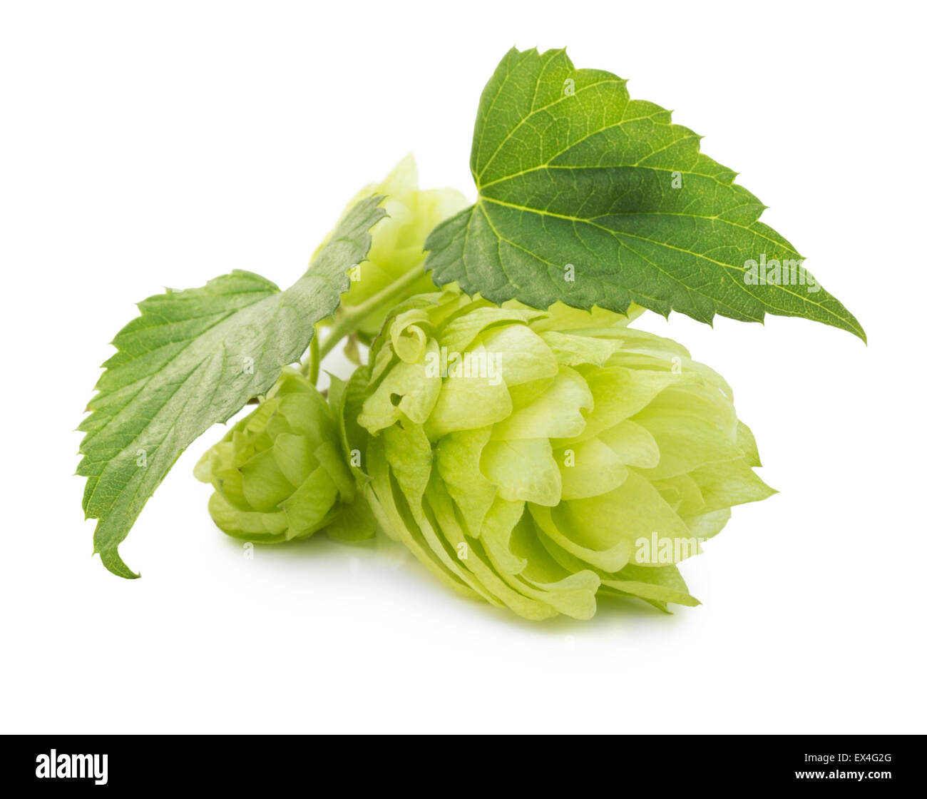 Hops hi-res stock photography and images - Alamy