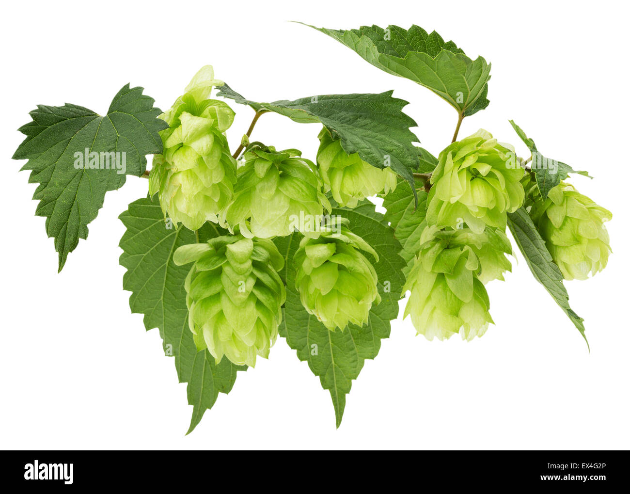green hops isolated on the white background Stock Photo - Alamy