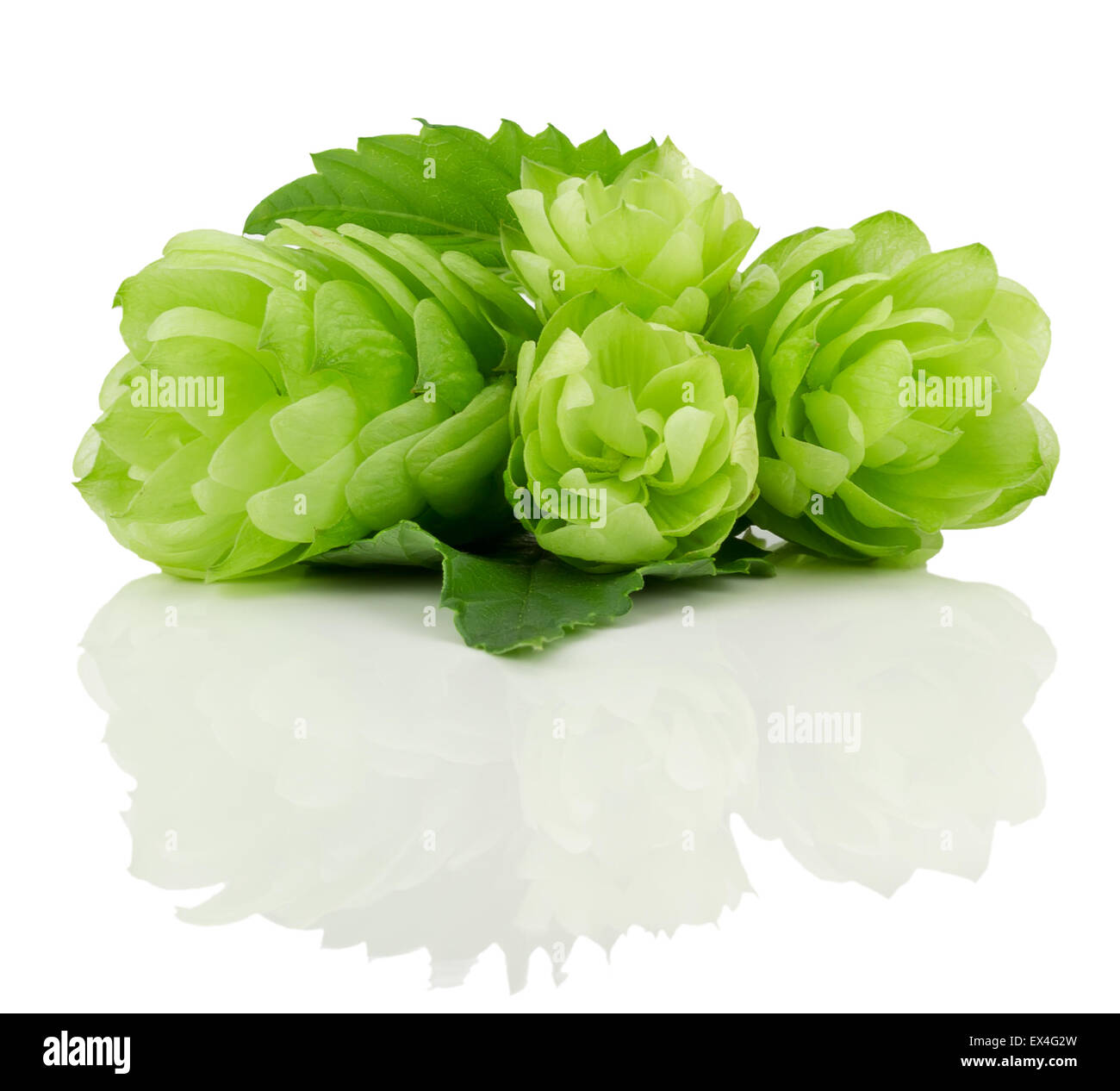 Hops isolated hi-res stock photography and images - Alamy