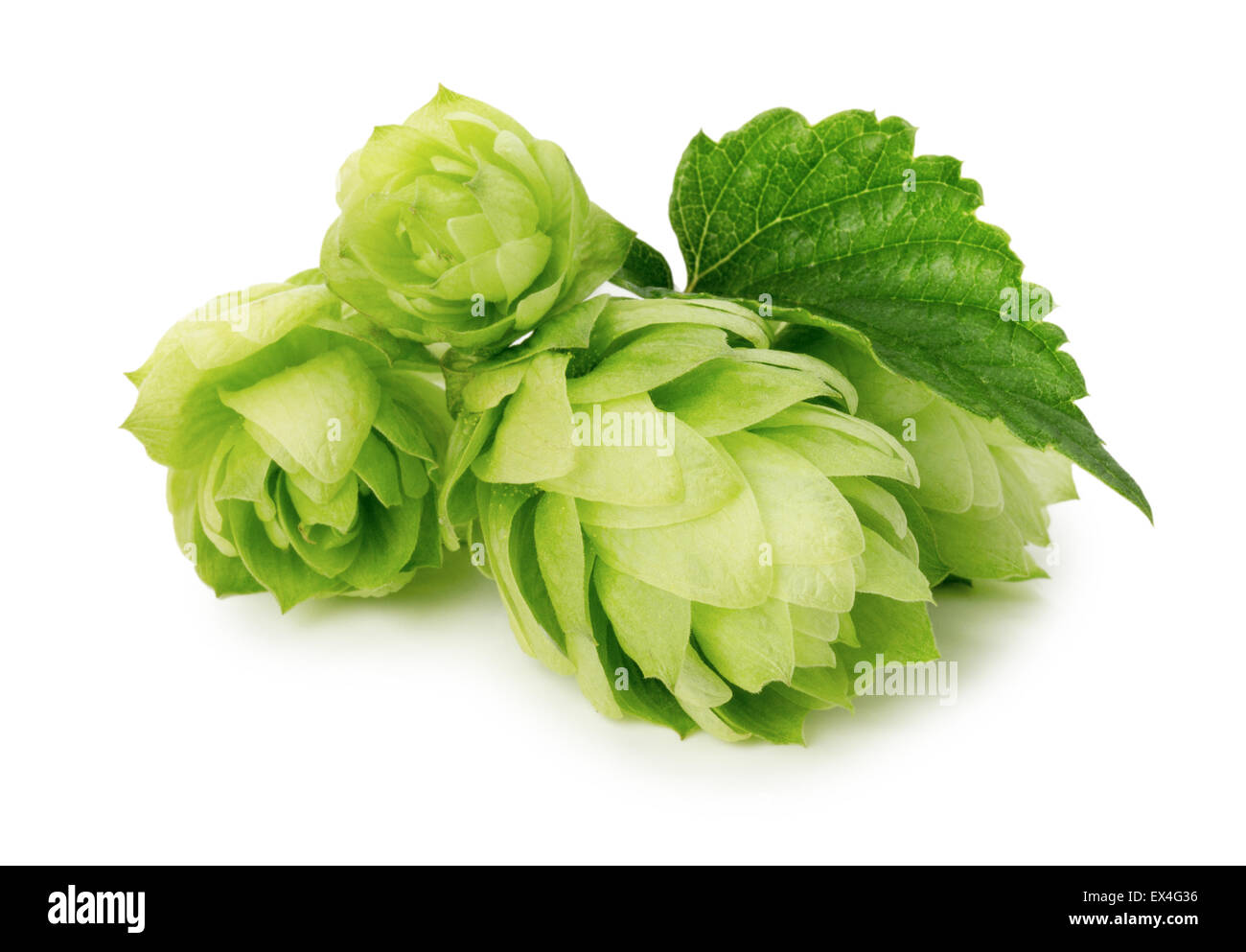 green hops isolated on the white background Stock Photo - Alamy