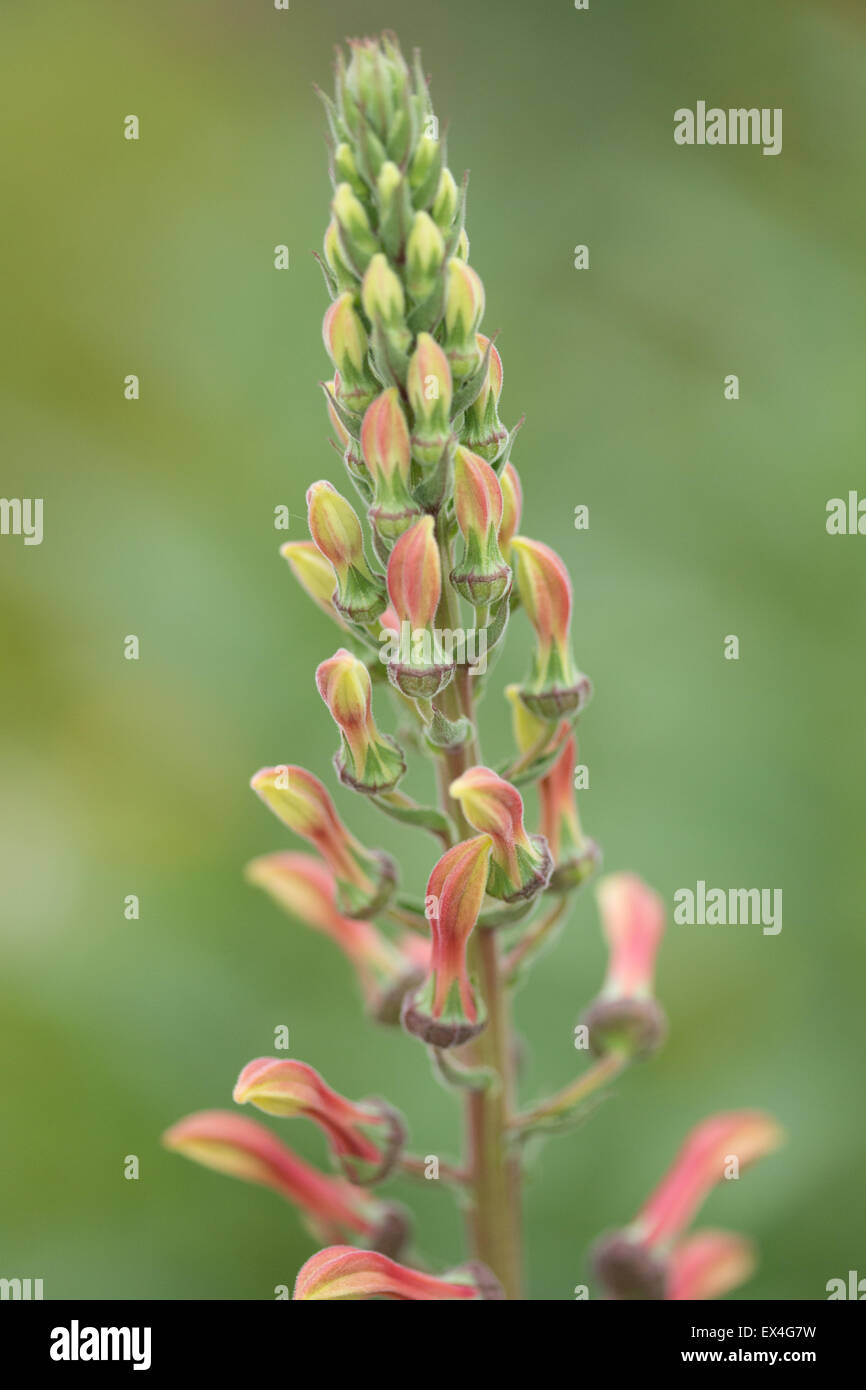 Tupa hi-res stock photography and images - Alamy