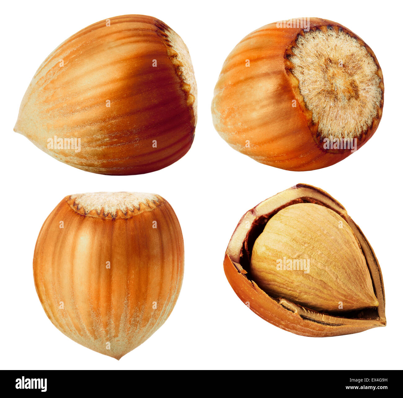 Hazelnut. Collection of nuts isolated on white Stock Photo - Alamy