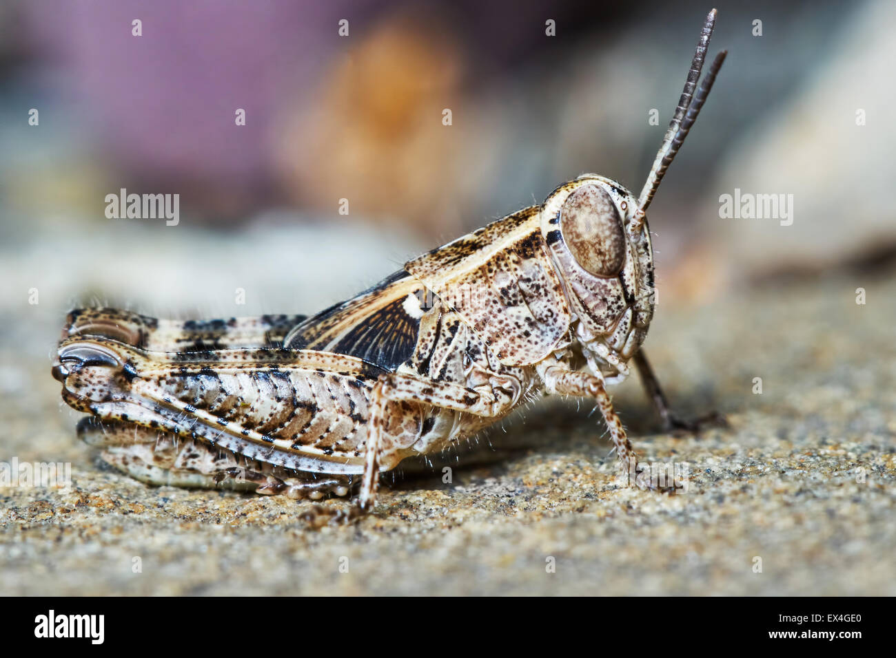 Small locust larvae in the summer garden Stock Photo - Alamy
