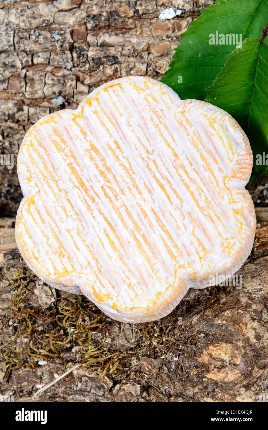 French Saint Albray cheese on wood Stock Photo - Alamy