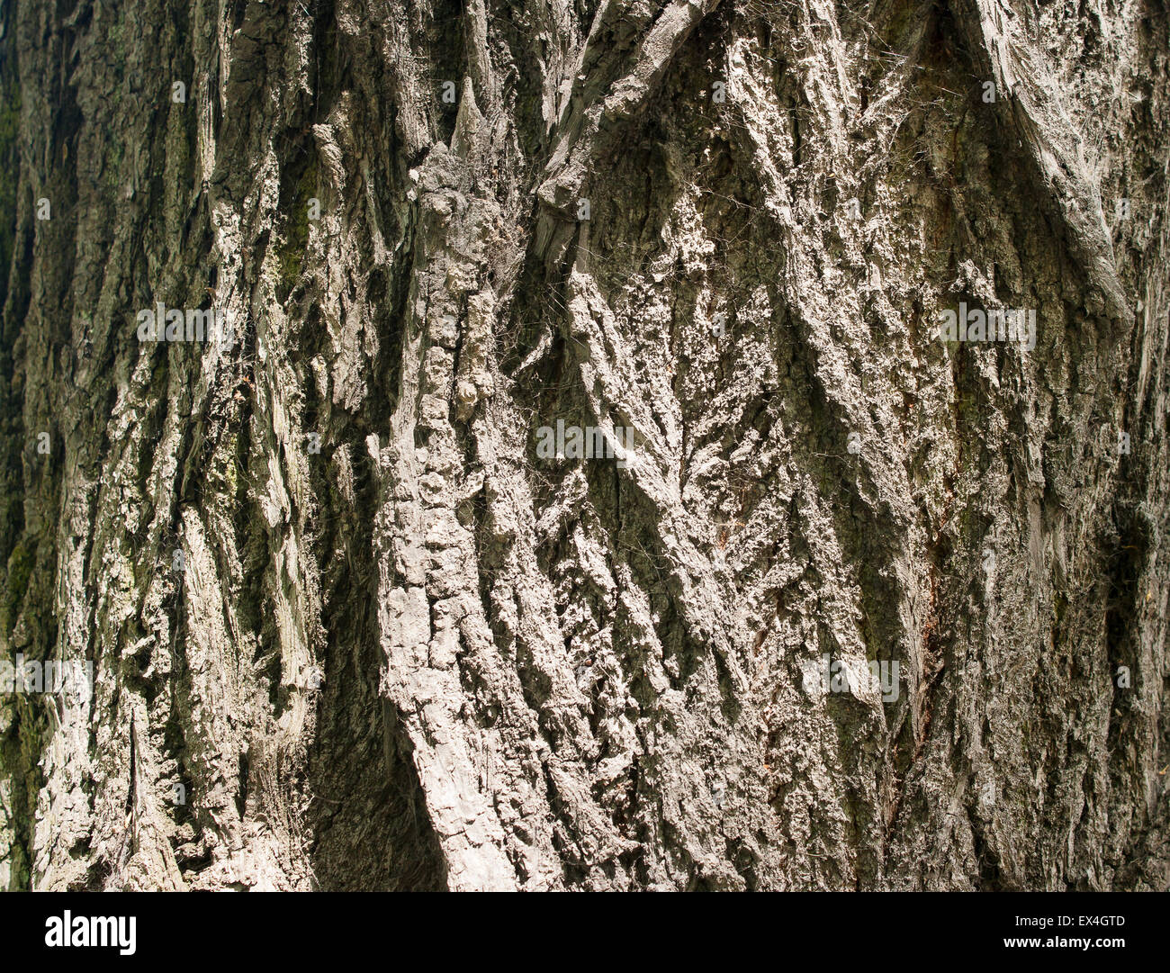gray tree bark as a background closeup Stock Photo - Alamy