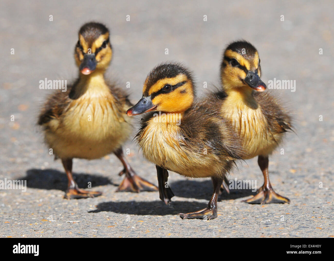 Ducklings walking hi-res stock photography and images - Alamy