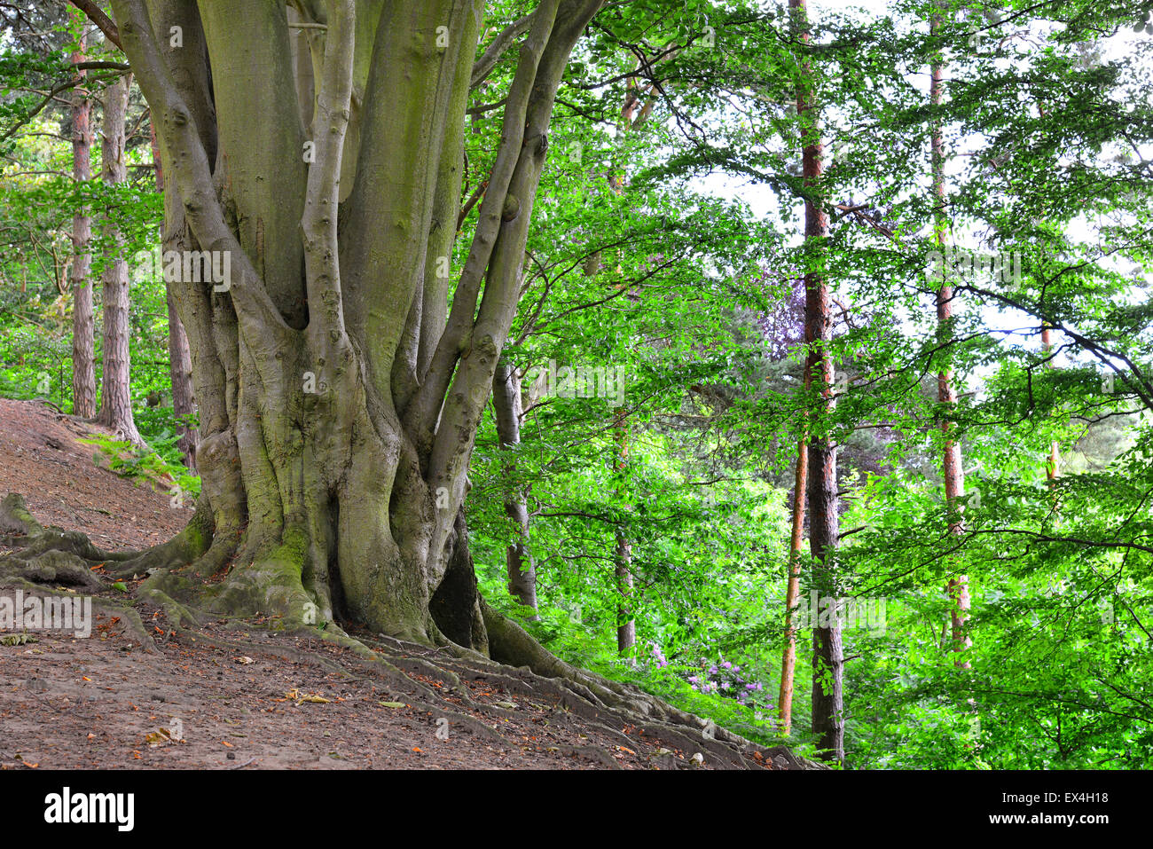 Esher Common, Surrey Stock Photo - Alamy