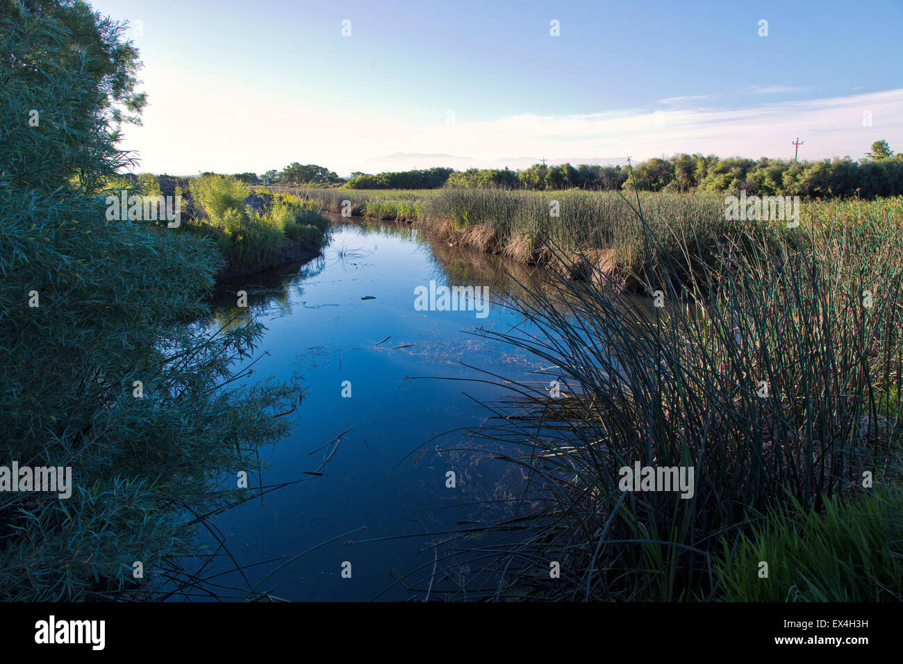 Aquatic plants vegetation hi-res stock photography and images - Alamy
