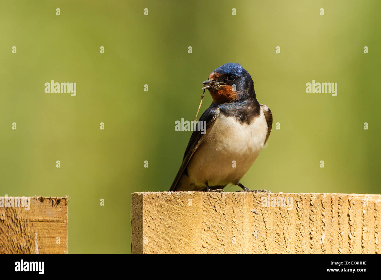 Swallow (Hirundo rustica) beak full of mud waiting to fly into shed to ...