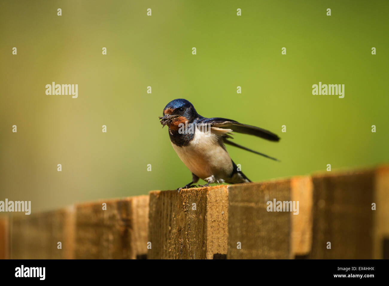 Swallow (Hirundo rustica) beak full of mud waiting to fly into shed to ...