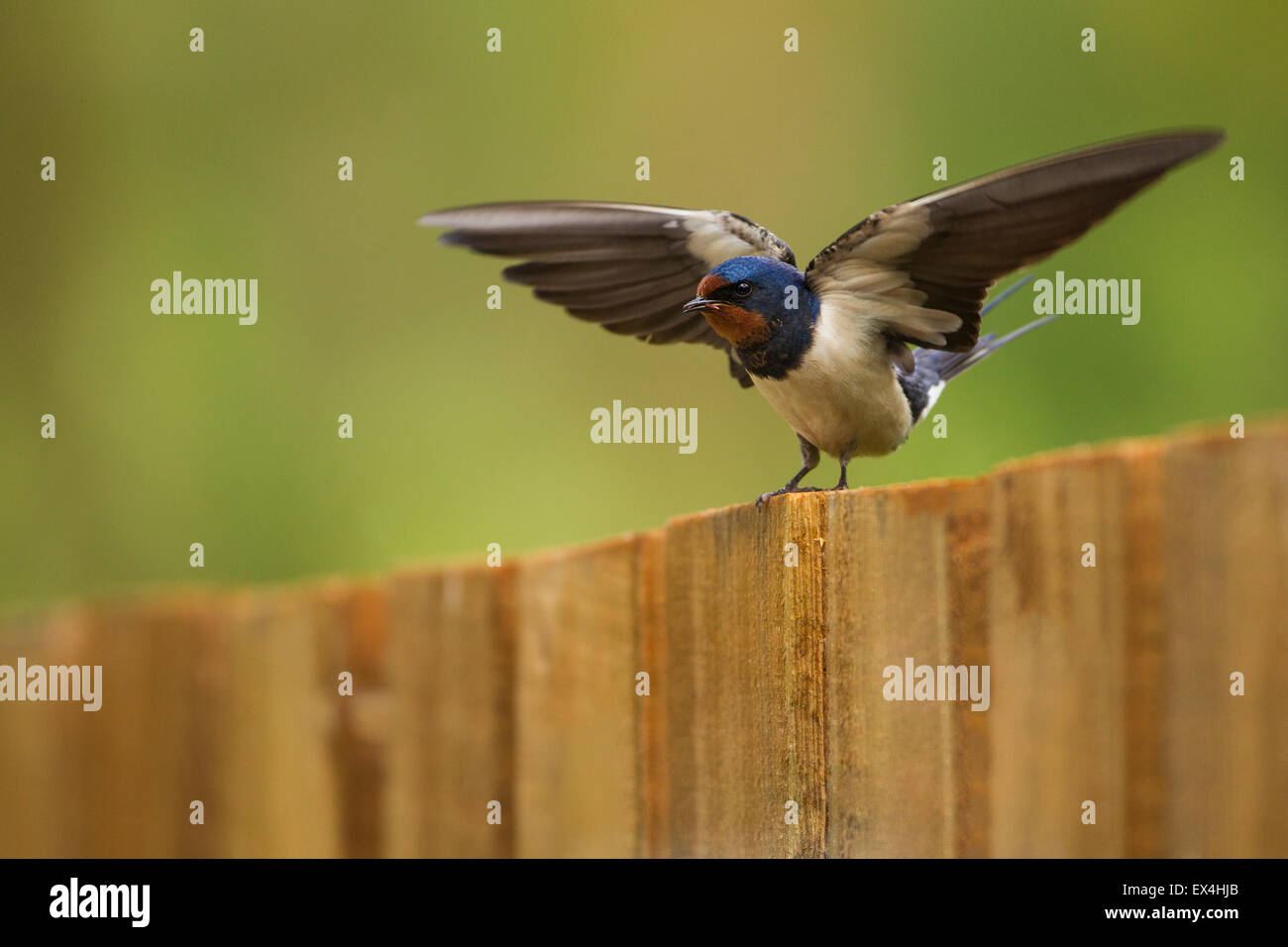 Swallow (Hirundo rustica) beak full of mud waiting to fly into shed to ...