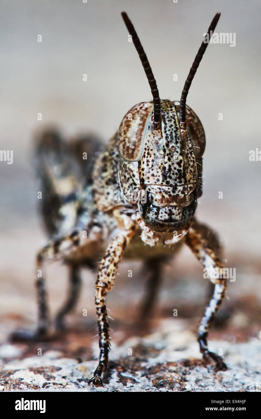 Small locust larvae in the summer garden Stock Photo - Alamy