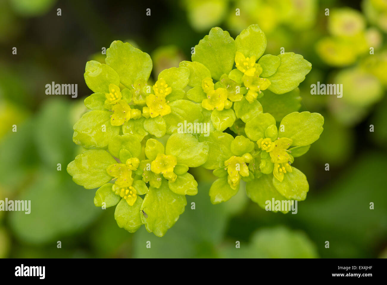 Opposite-leaved golden saxifrage, Chrysosplenium oppositifolium, Calver ...
