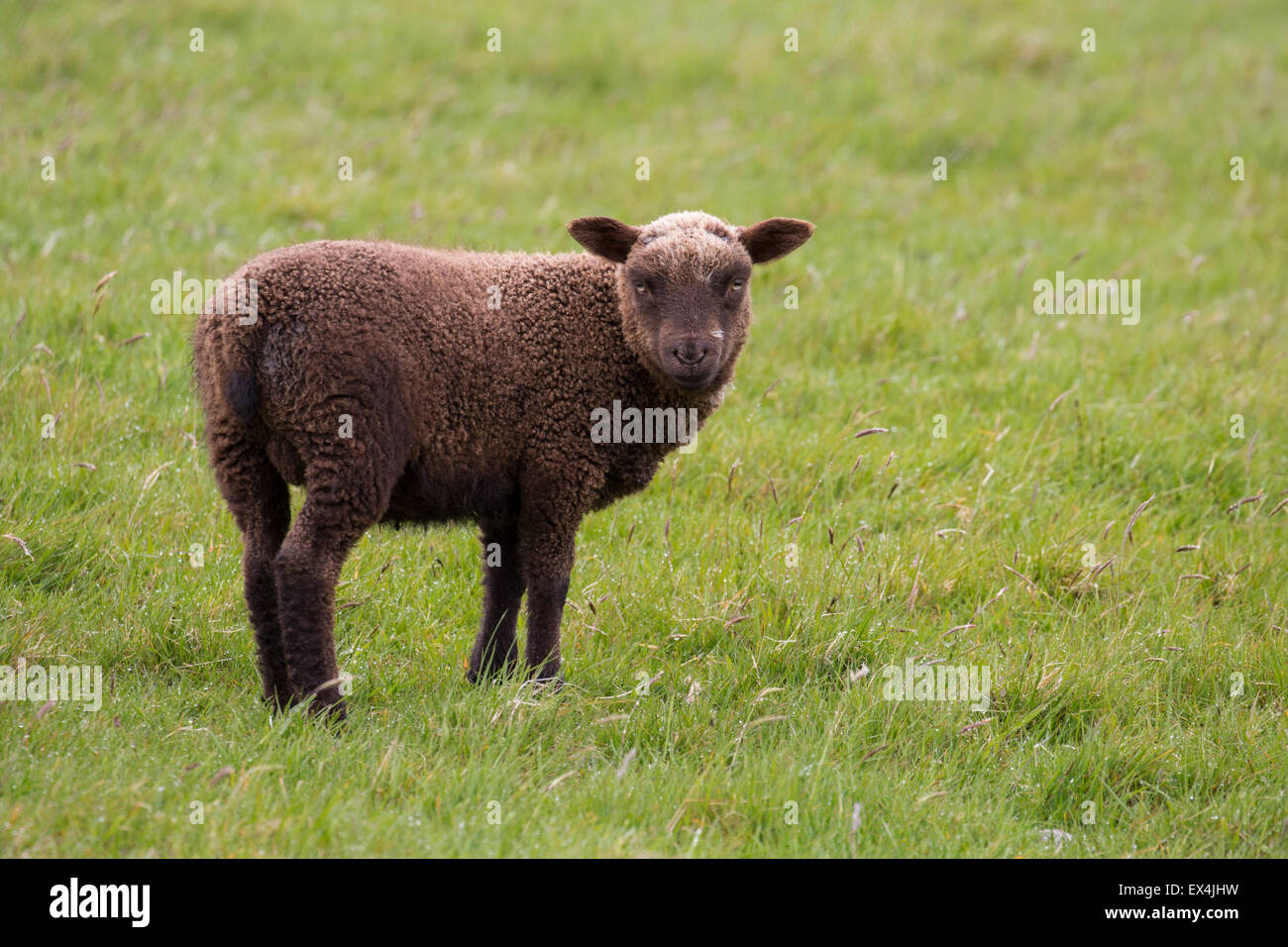 Shetland sheep hi-res stock photography and images - Alamy