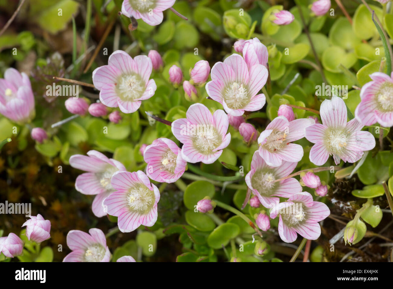 Bog Pimpernel Anagallis tenella, Gower, Wales Stock Photo - Alamy