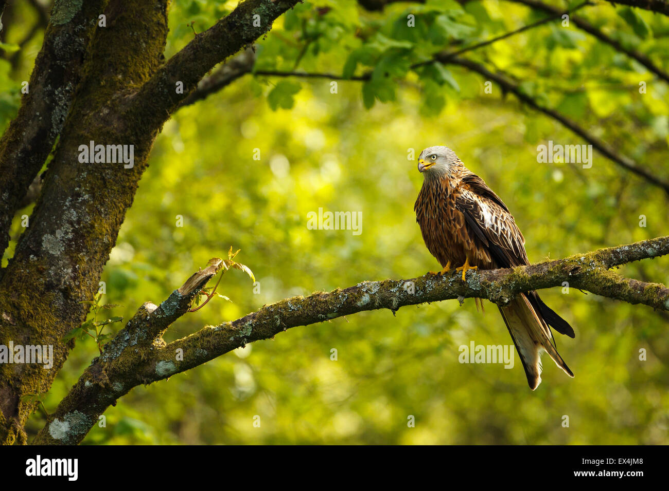 Red Kite (Milvus milvus) - UK Stock Photo - Alamy