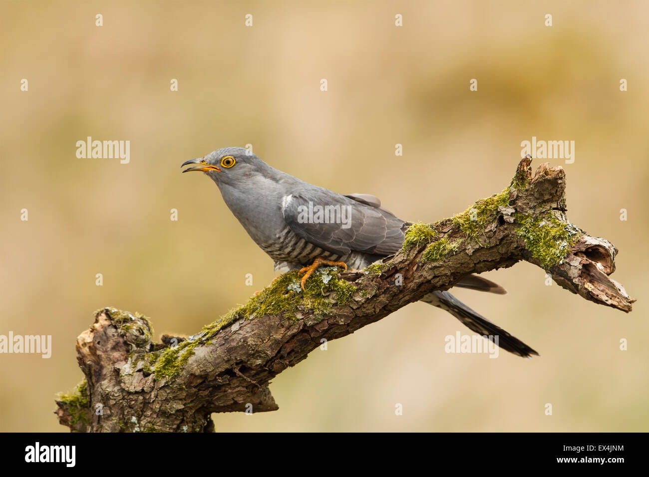 Cuckoo Calling (Cuculus canorus) - UK Stock Photo - Alamy