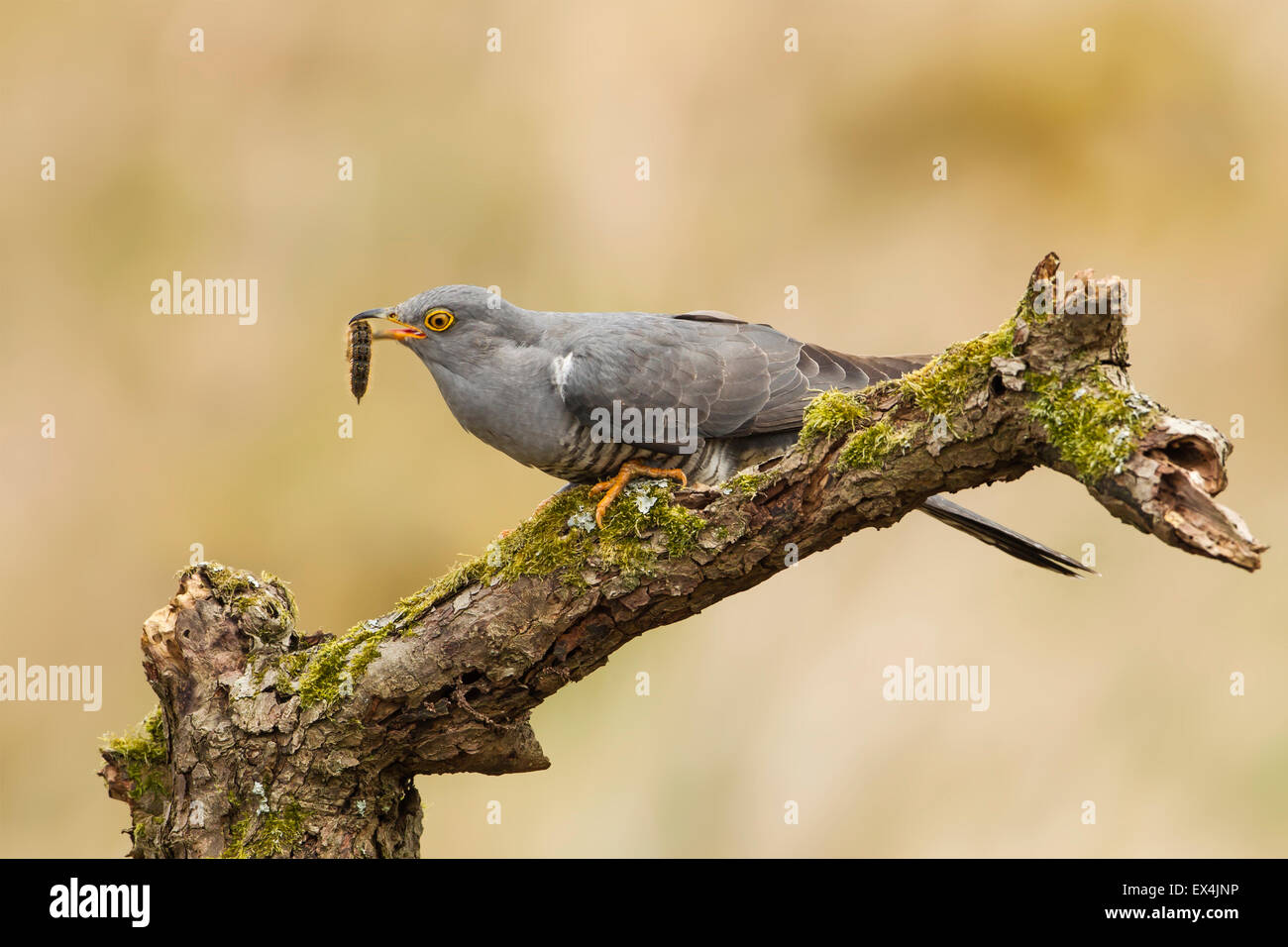Cuckoo And Caterpillar High Resolution Stock Photography and Images - Alamy
