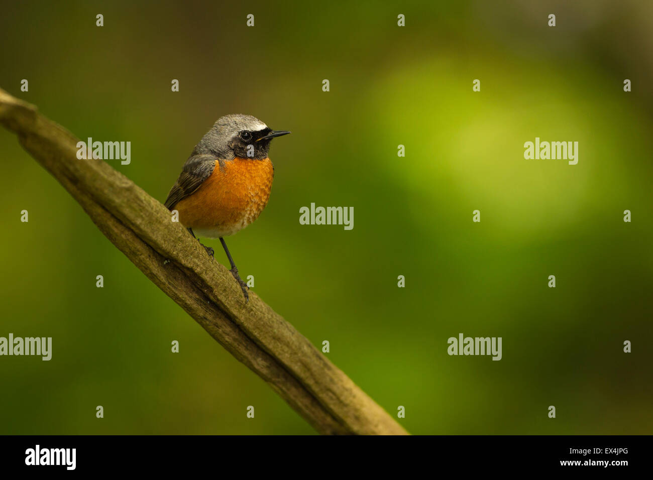 Redstart bird uk hi-res stock photography and images - Alamy