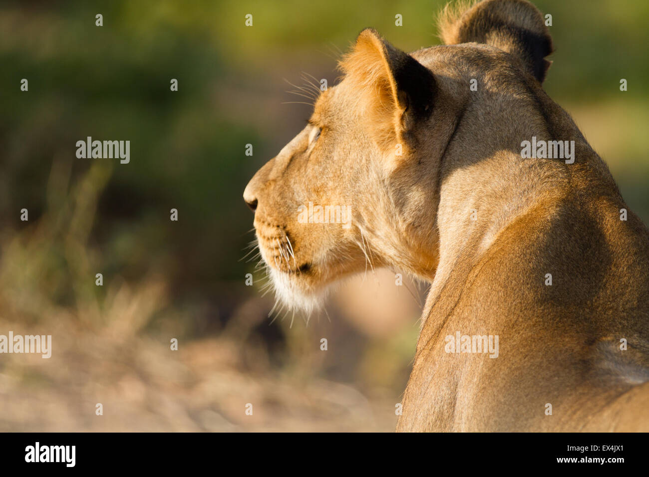 Lioness head profile hi-res stock photography and images - Alamy