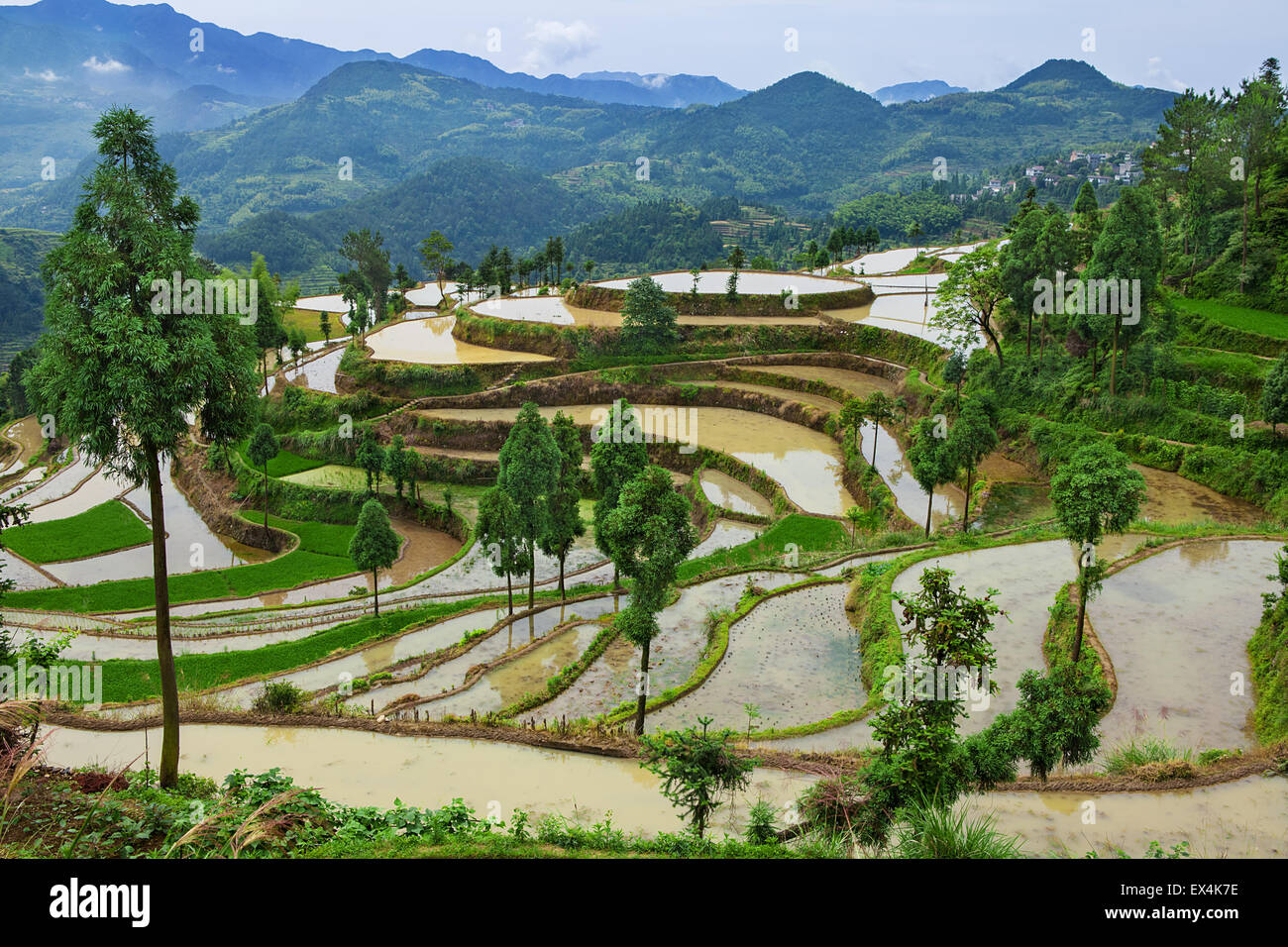 Malaysia rice field terraced hi-res stock photography and images - Alamy