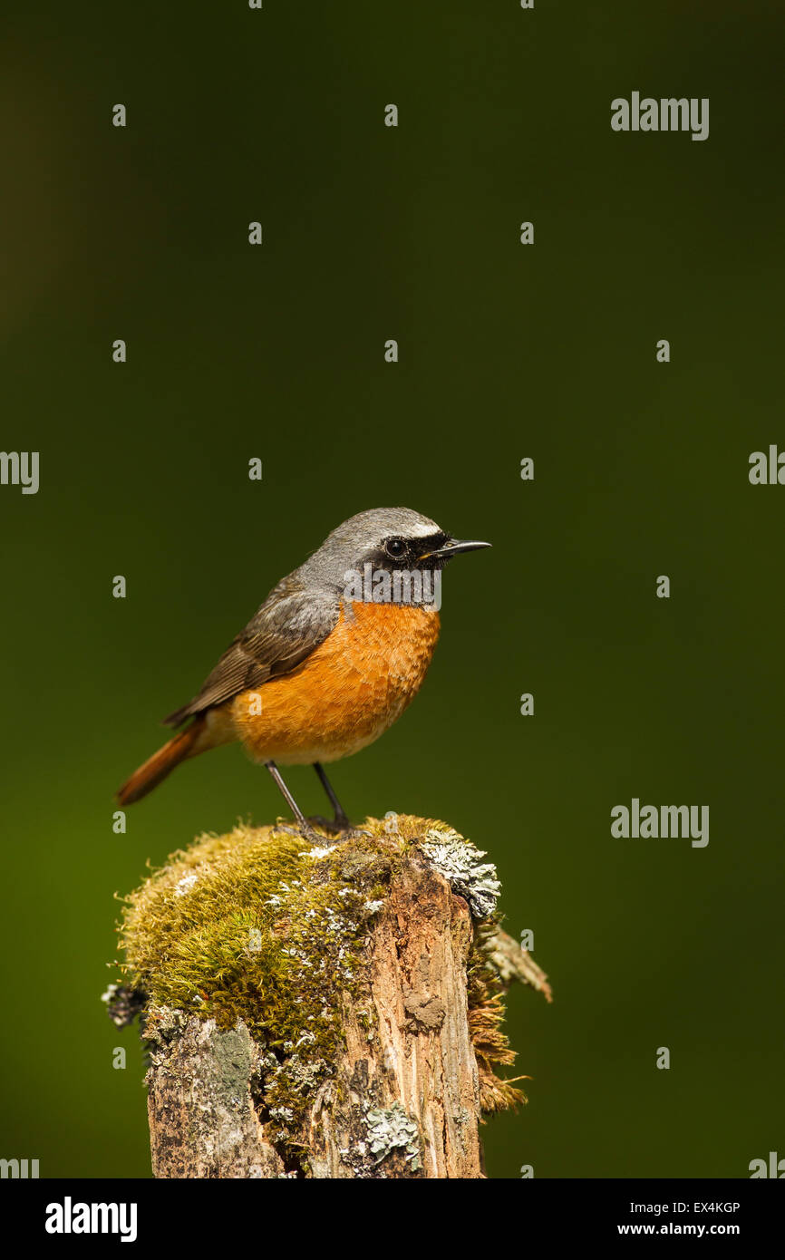 Redstart hi-res stock photography and images - Alamy