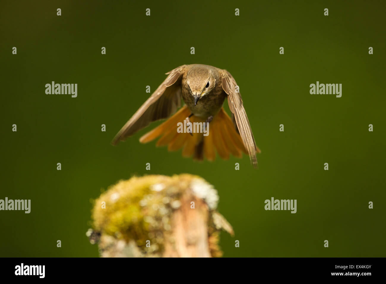Female Redstart flying toward a mossy post in a woodland valley ...