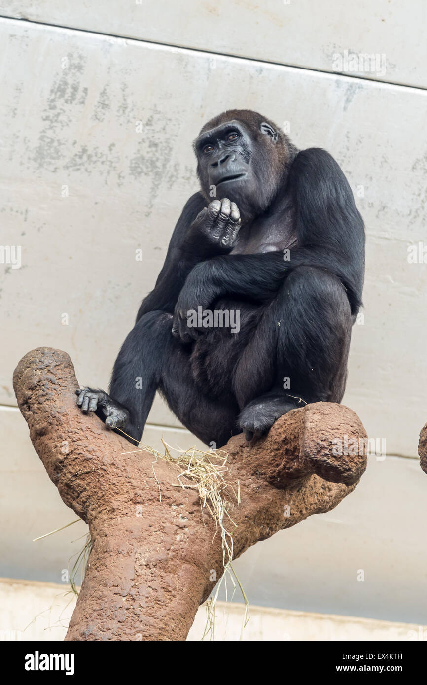 Chimpanzee hand hi-res stock photography and images - Alamy