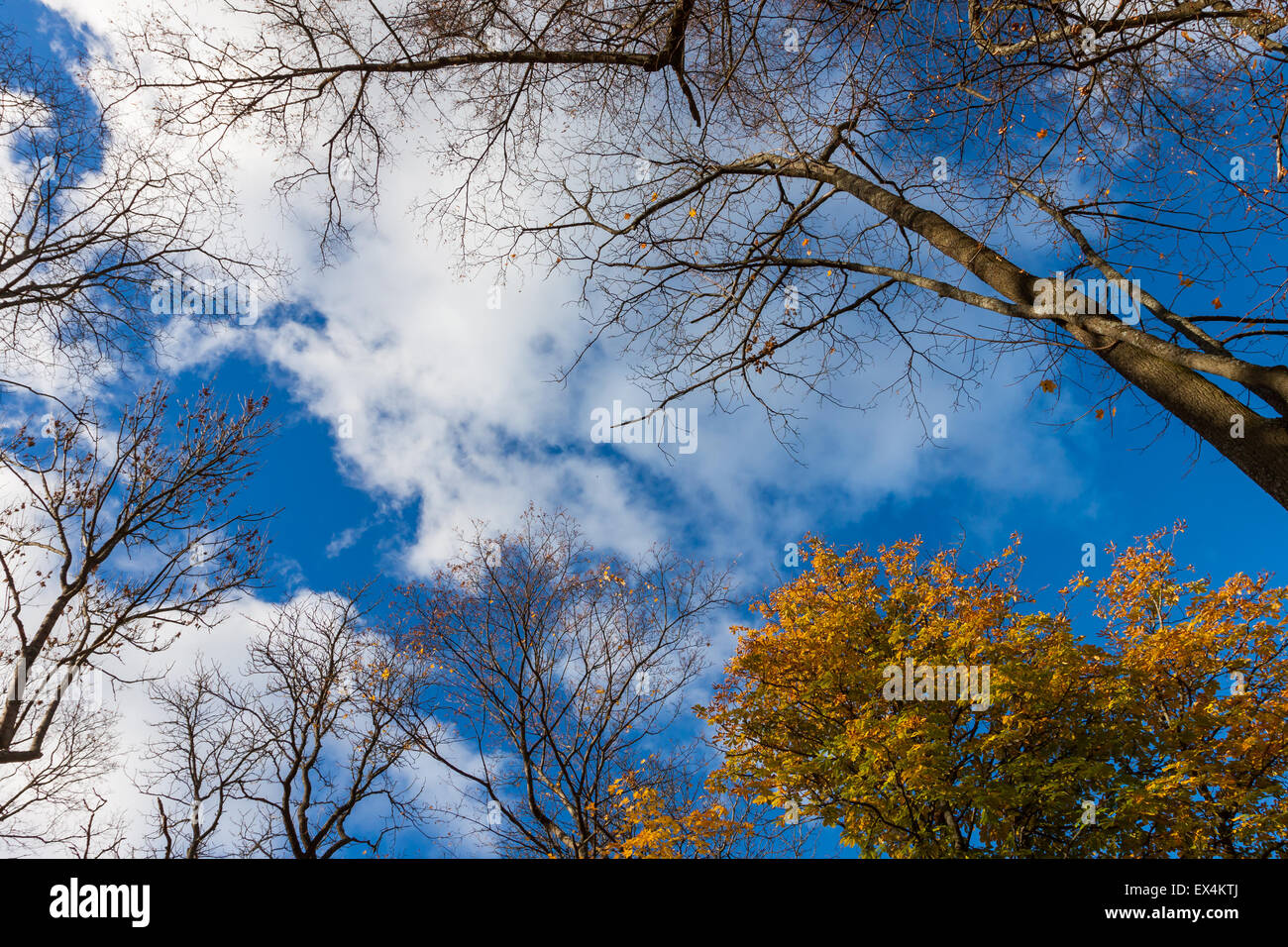 fall leaves maple trees over blue sky with white clouds Stock Photo - Alamy