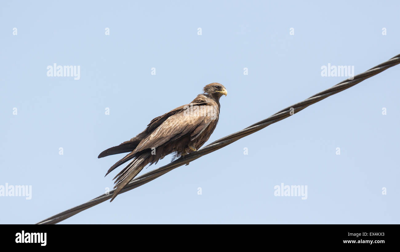 Bird wing kite hi-res stock photography and images - Alamy