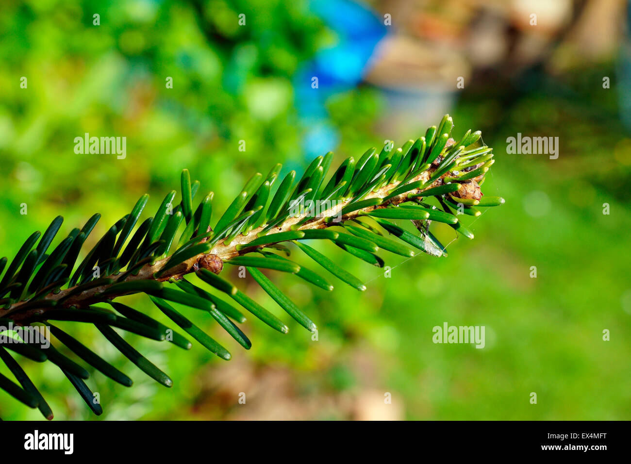 Pretty tree sap hi-res stock photography and images - Alamy
