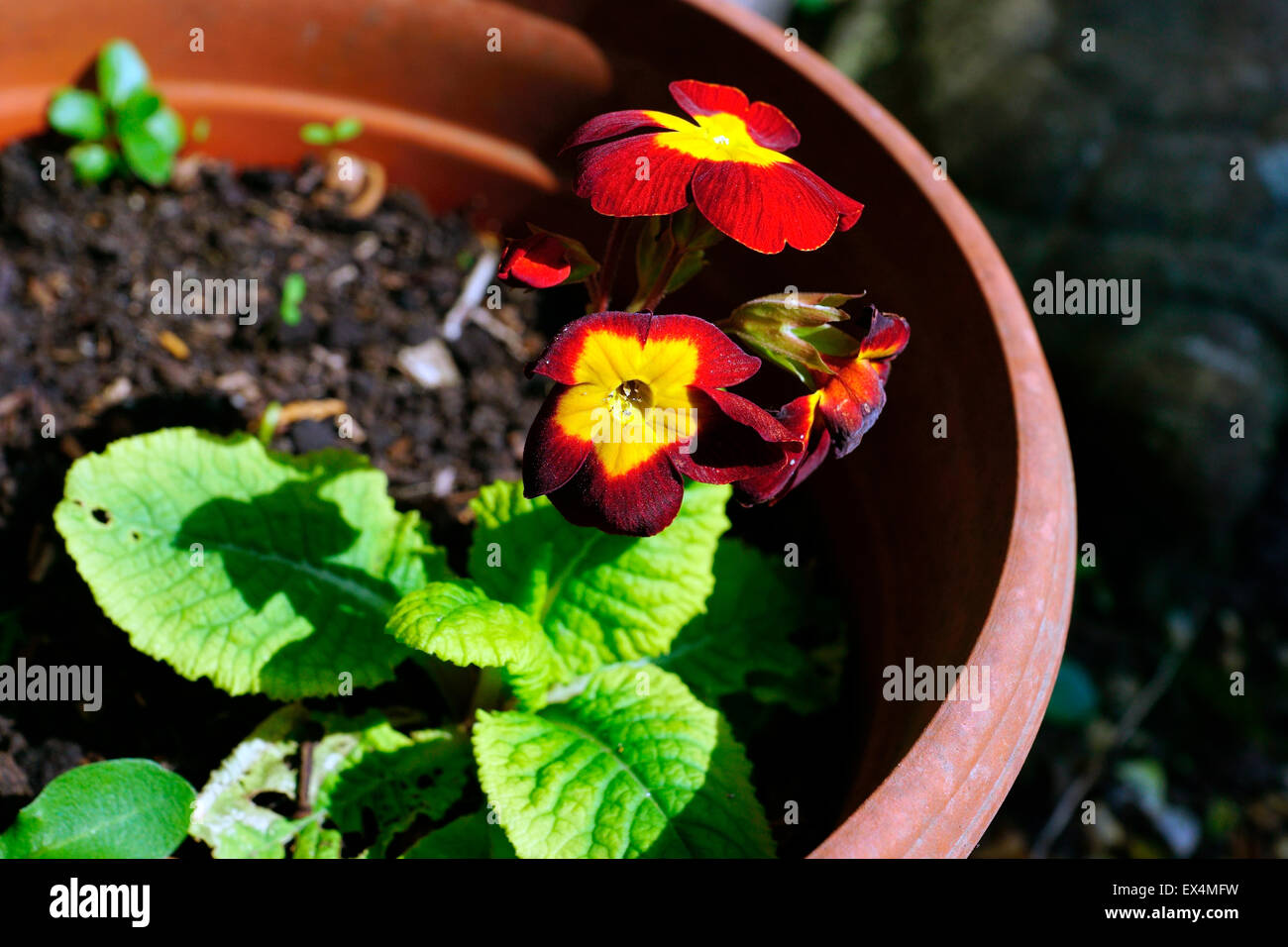 PRIMROSE IN A POT Stock Photo - Alamy