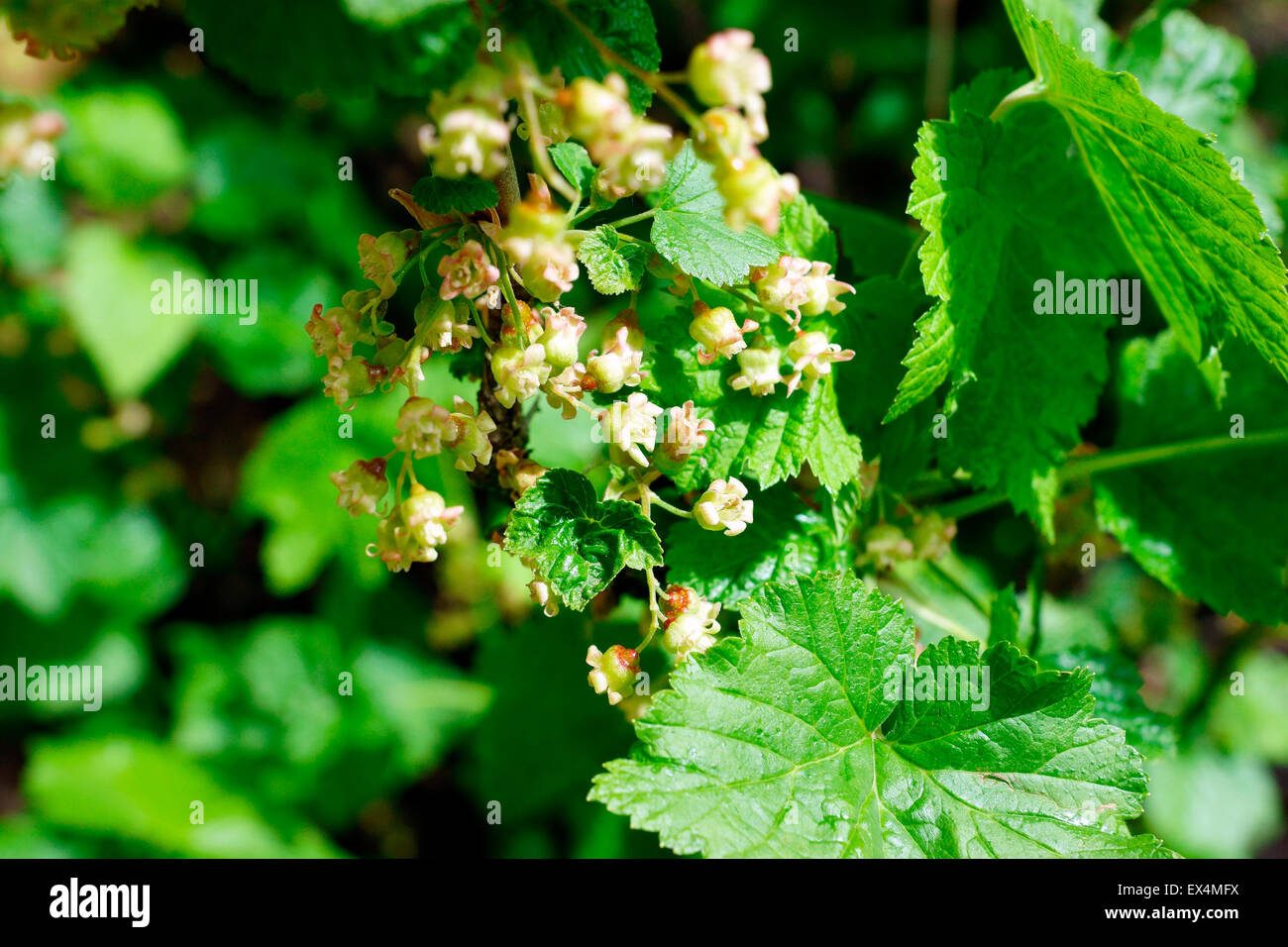 Blackcurrant flower ribes nigrum hi-res stock photography and images ...