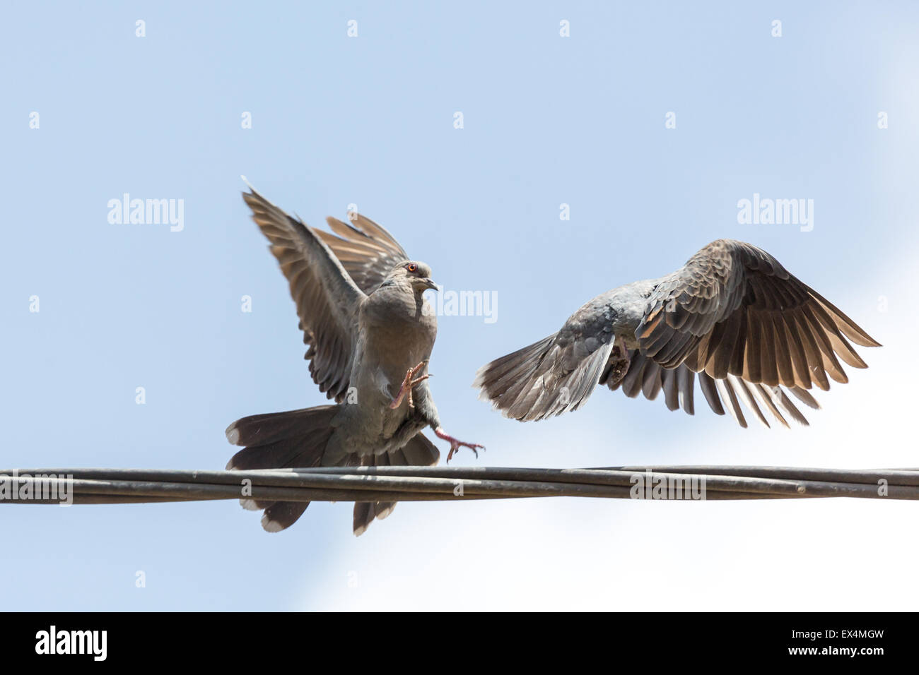 Two pigeons fighting over an electric line which they use as a place to ...
